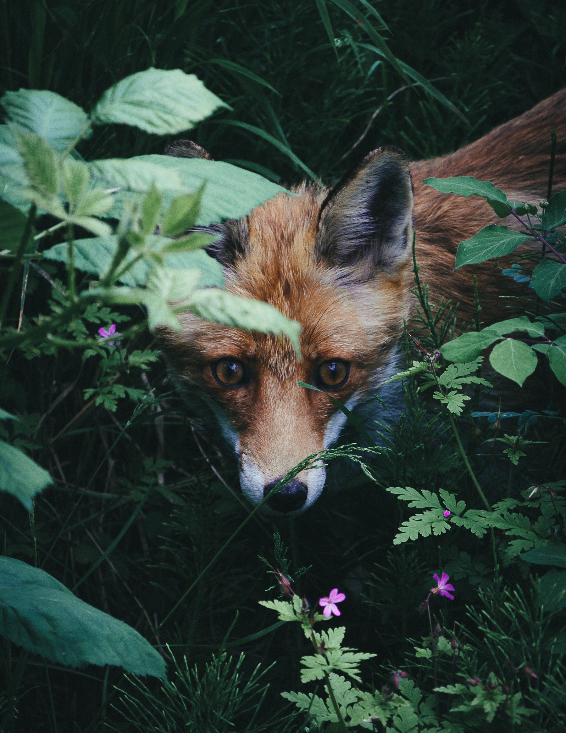 Red Fox, Switzerland - Mercedes Catalan