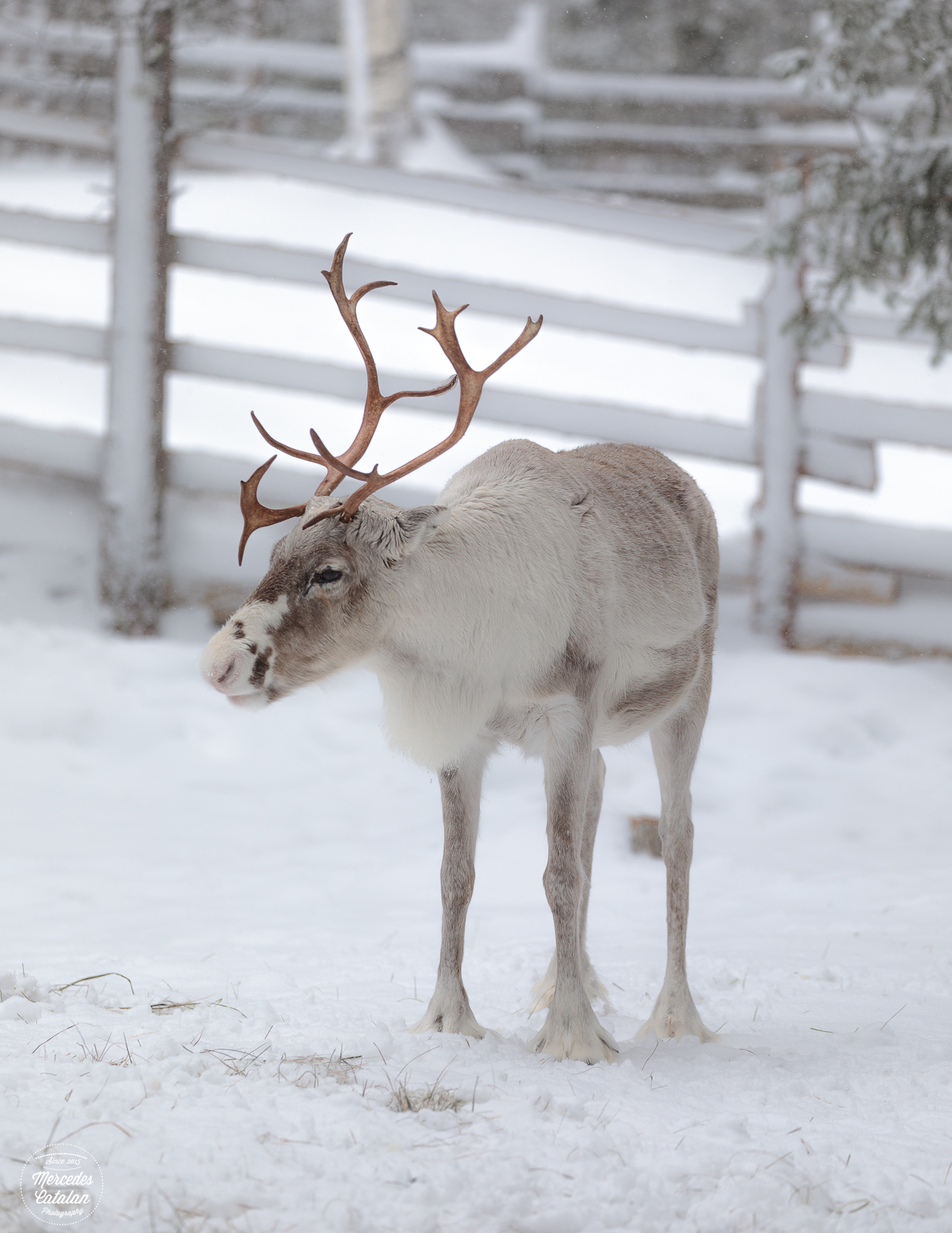 Lapland IV. The Land of the Sami - Mercedes Catalan